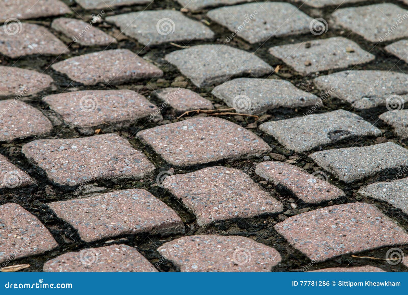 Brick Worm or Bricklaying Worm on the Walkway Stock Photo - Image of ...