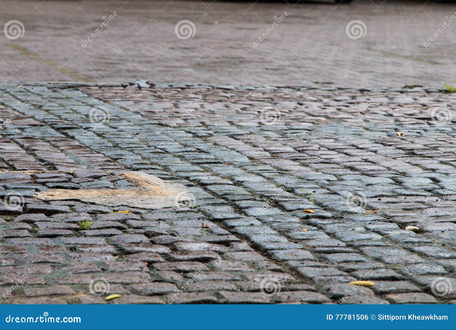 Brick Worm or Bricklaying Worm on the Walkway Stock Photo - Image of ...