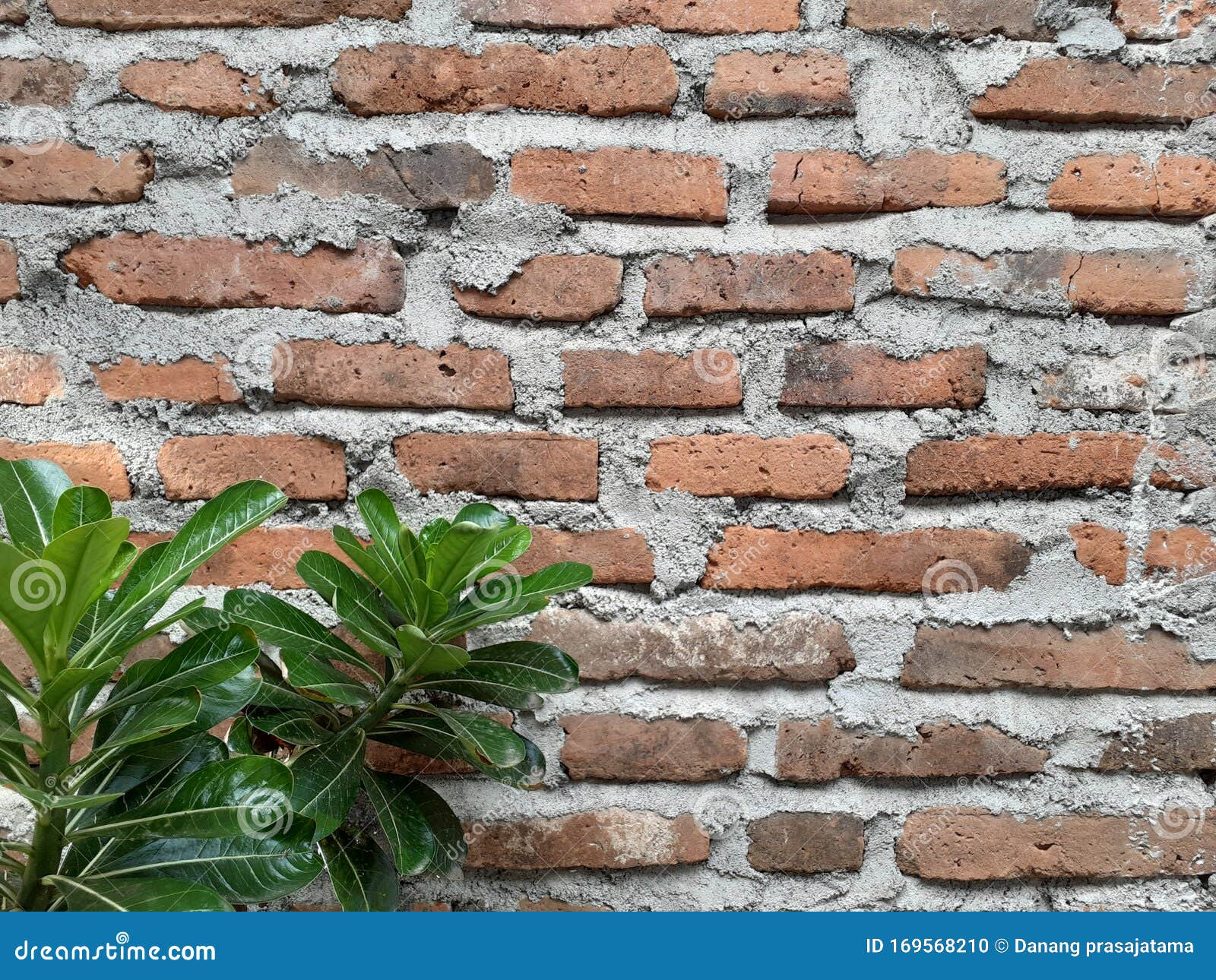 Bricks Background Texture with Plants and the Green Leaves Stock Photo ...