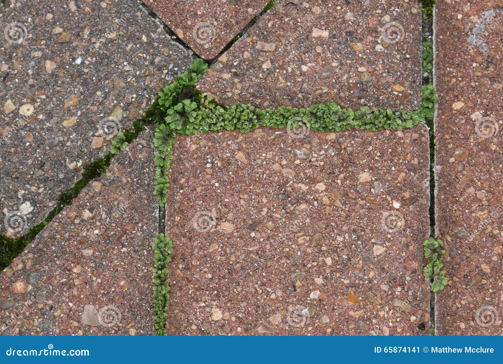 Bricks with Moss in between Stock Image - Image of growing, plant: 65874141