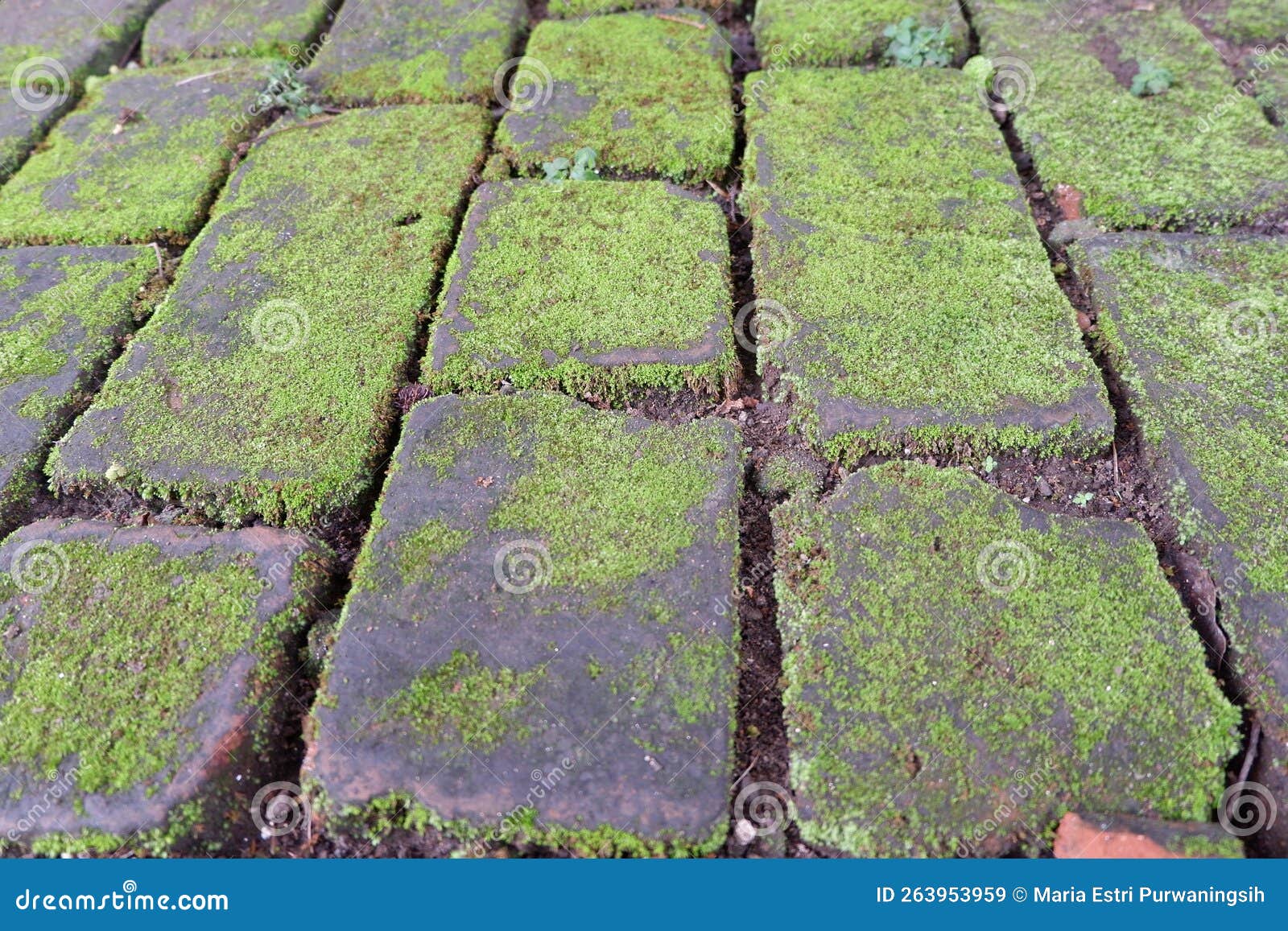 Bricks Overgrown with Moss, Bricks Texture Stock Image - Image of ...