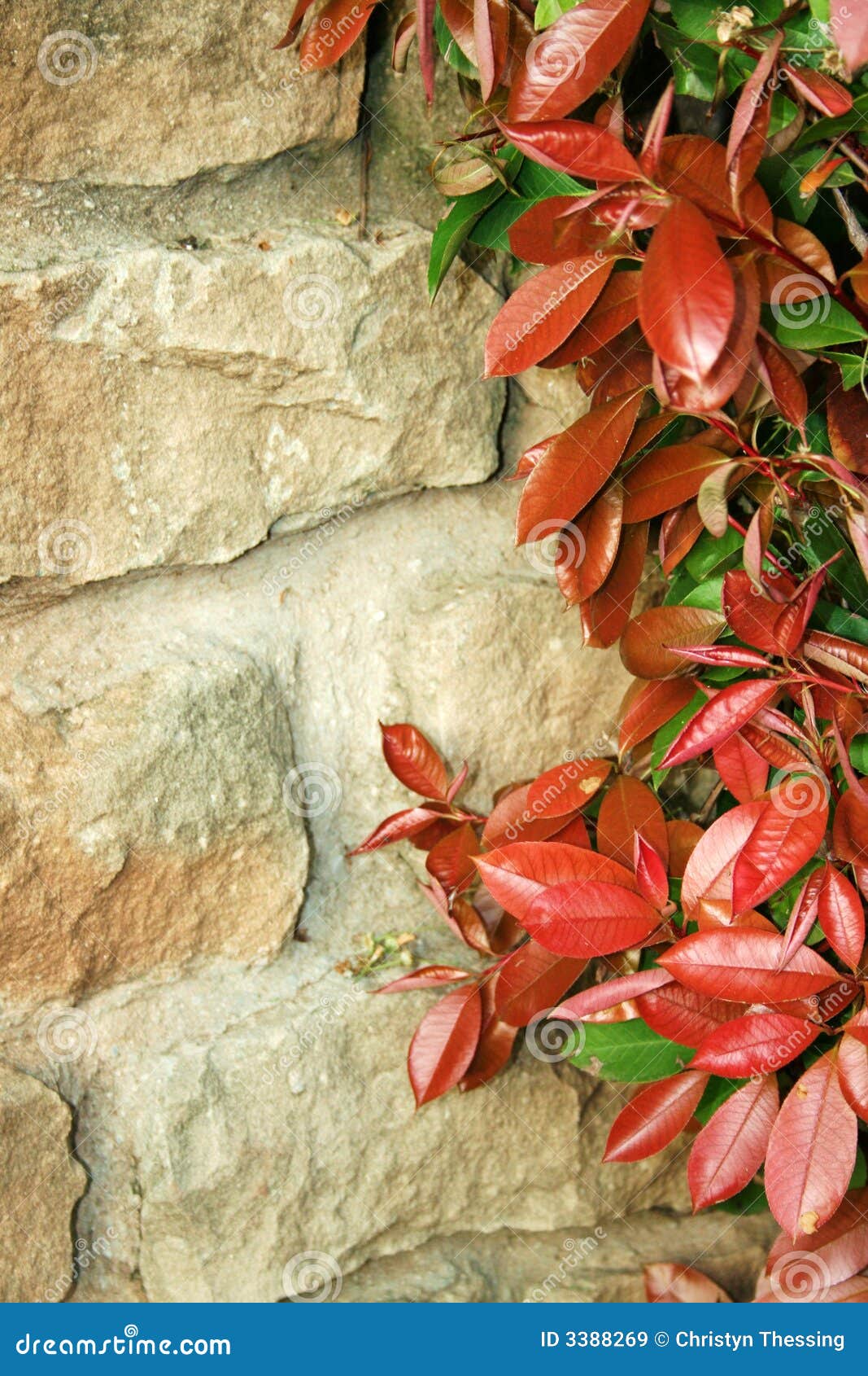 Bricks and spring leaves stock image. Image of leaves - 3388269
