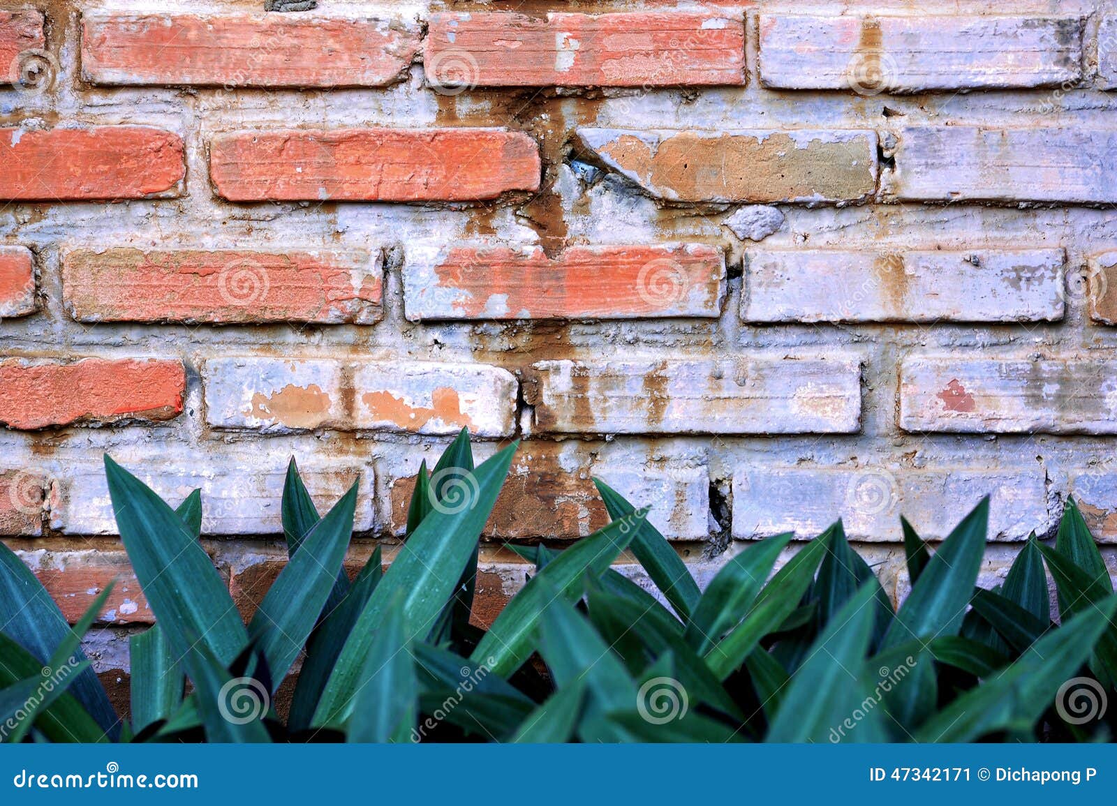 Bricks wall and green leaf stock image. Image of wall - 47342171
