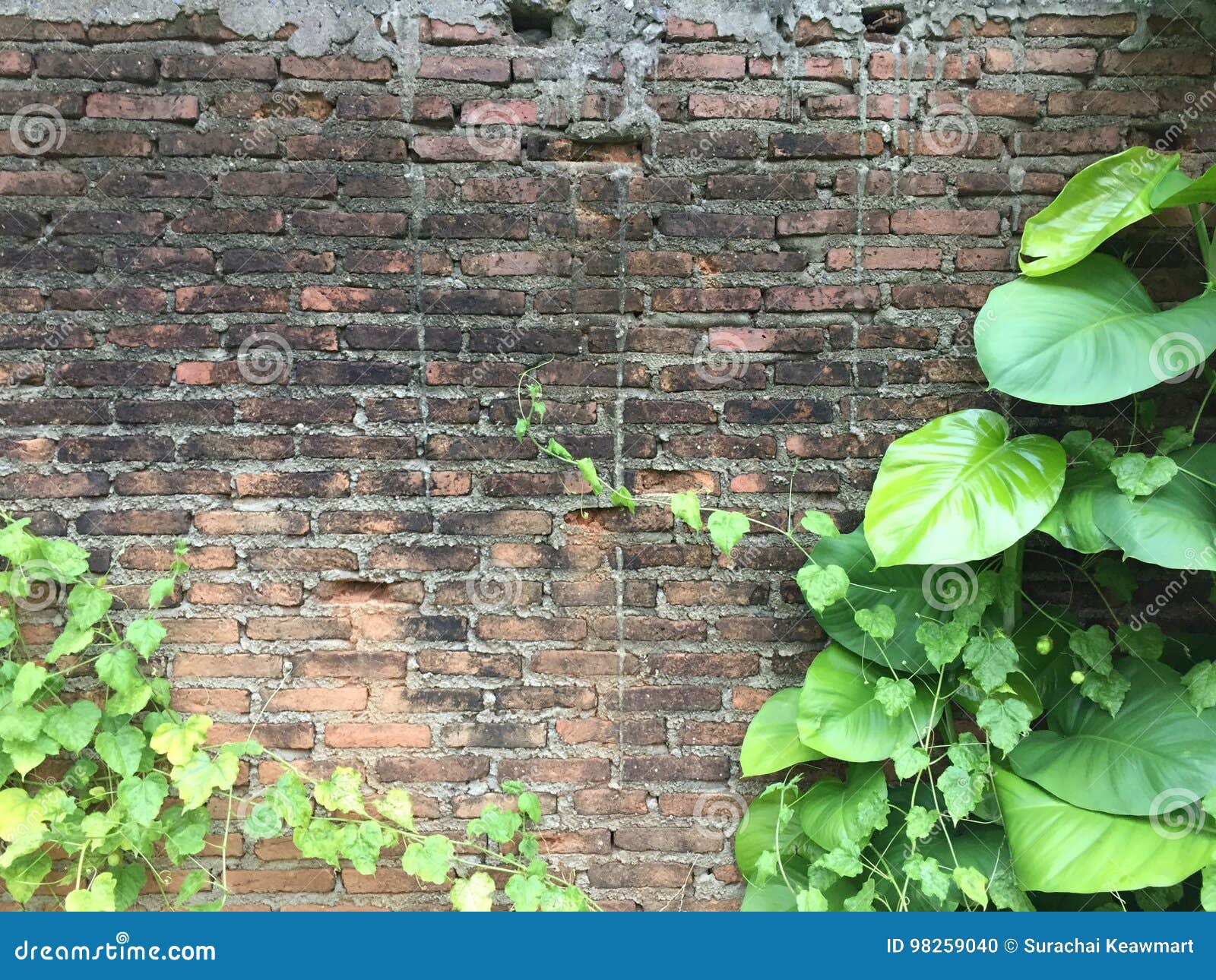 Bricks Wall with Green Leaves in the Backyard Stock Photo - Image of ...