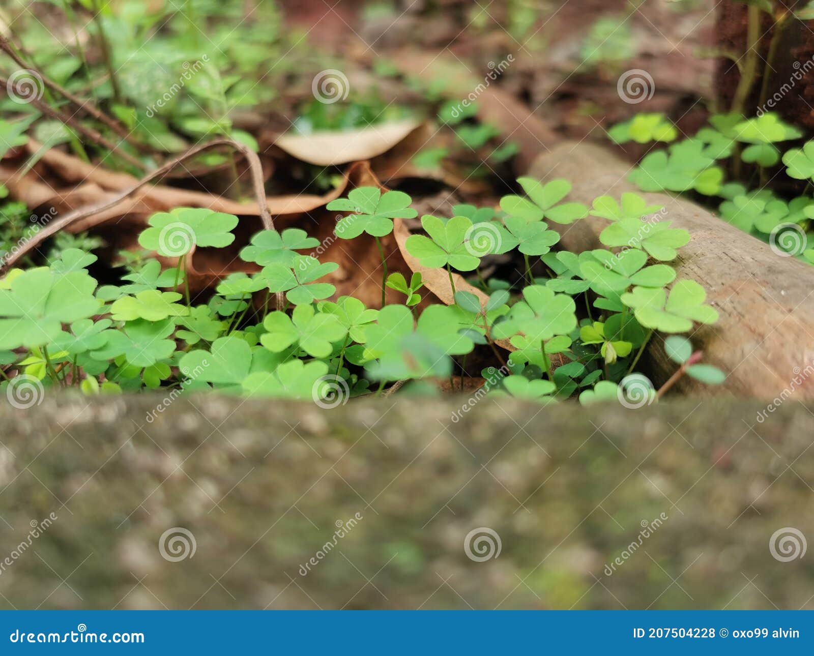 Bricks Wall Moss Green Gross Stock Photo - Image of flower, tree: 207504228