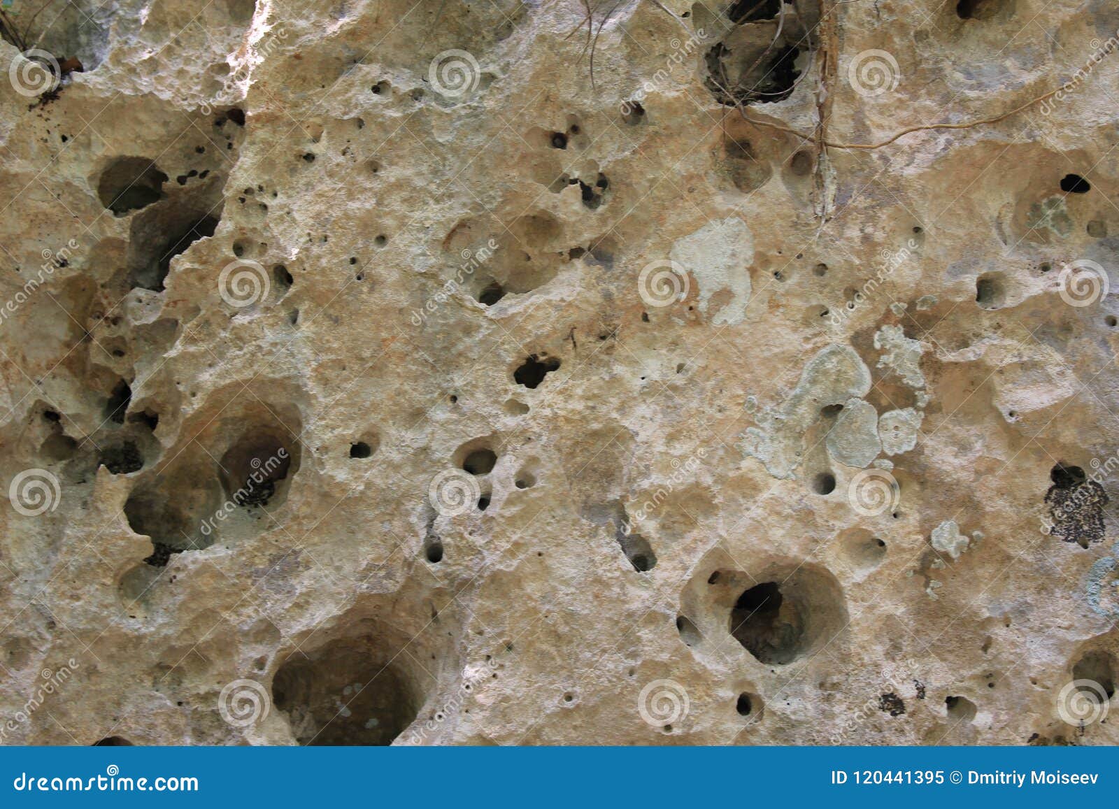 Shell Stone Texture. Background Shell Rock Stock Image - Image of gray ...