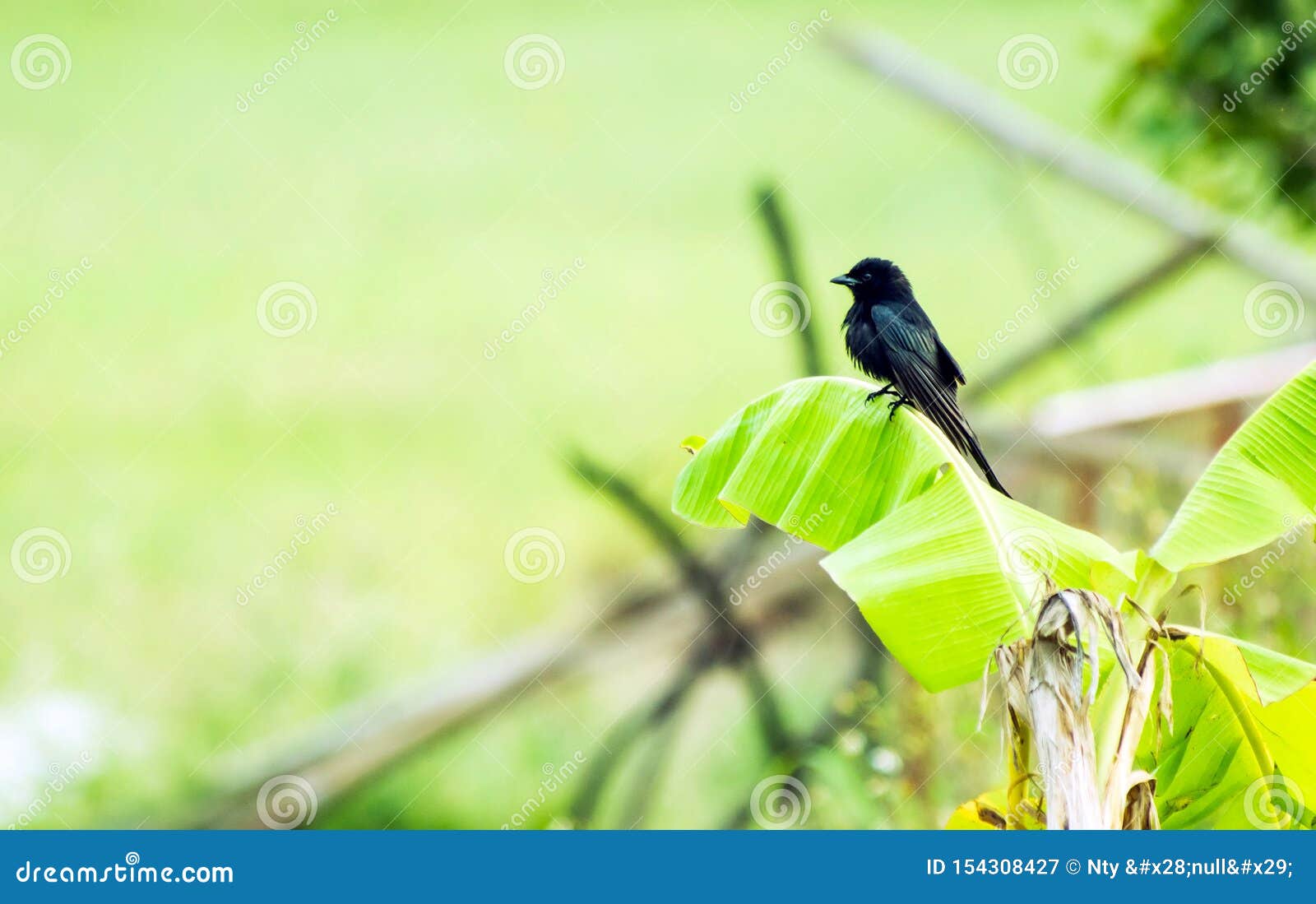 Brid stock image. Image of wild, wings, tree, wildlife - 154308427