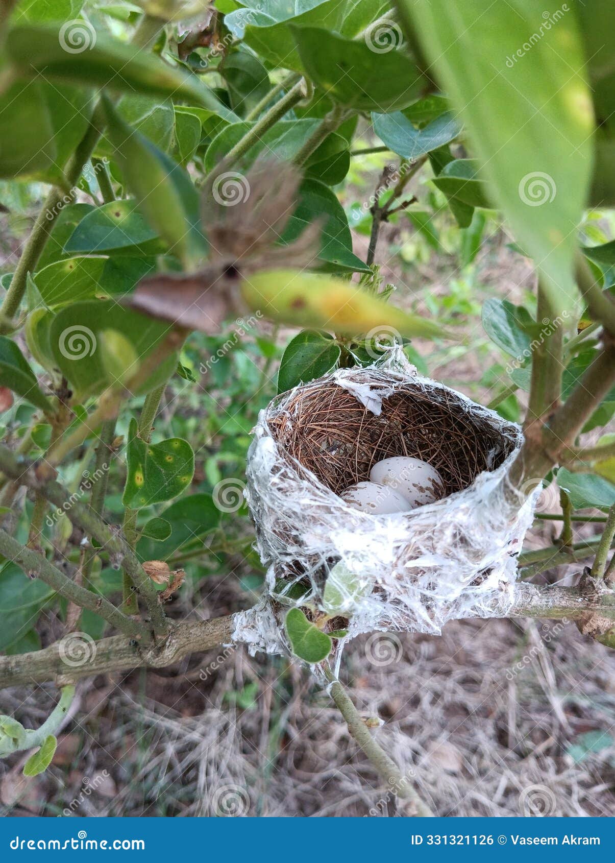 Brid, Egg, Nest, Bird Nest, Tree Nest Stock Photo - Image of bird, nest ...