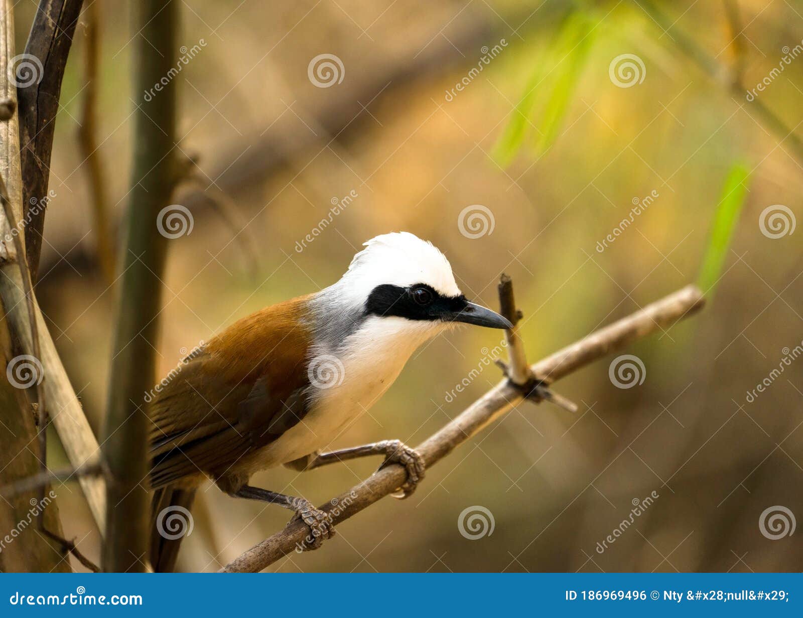Brid stock photo. Image of black, beauty, cute, laughing - 186969496