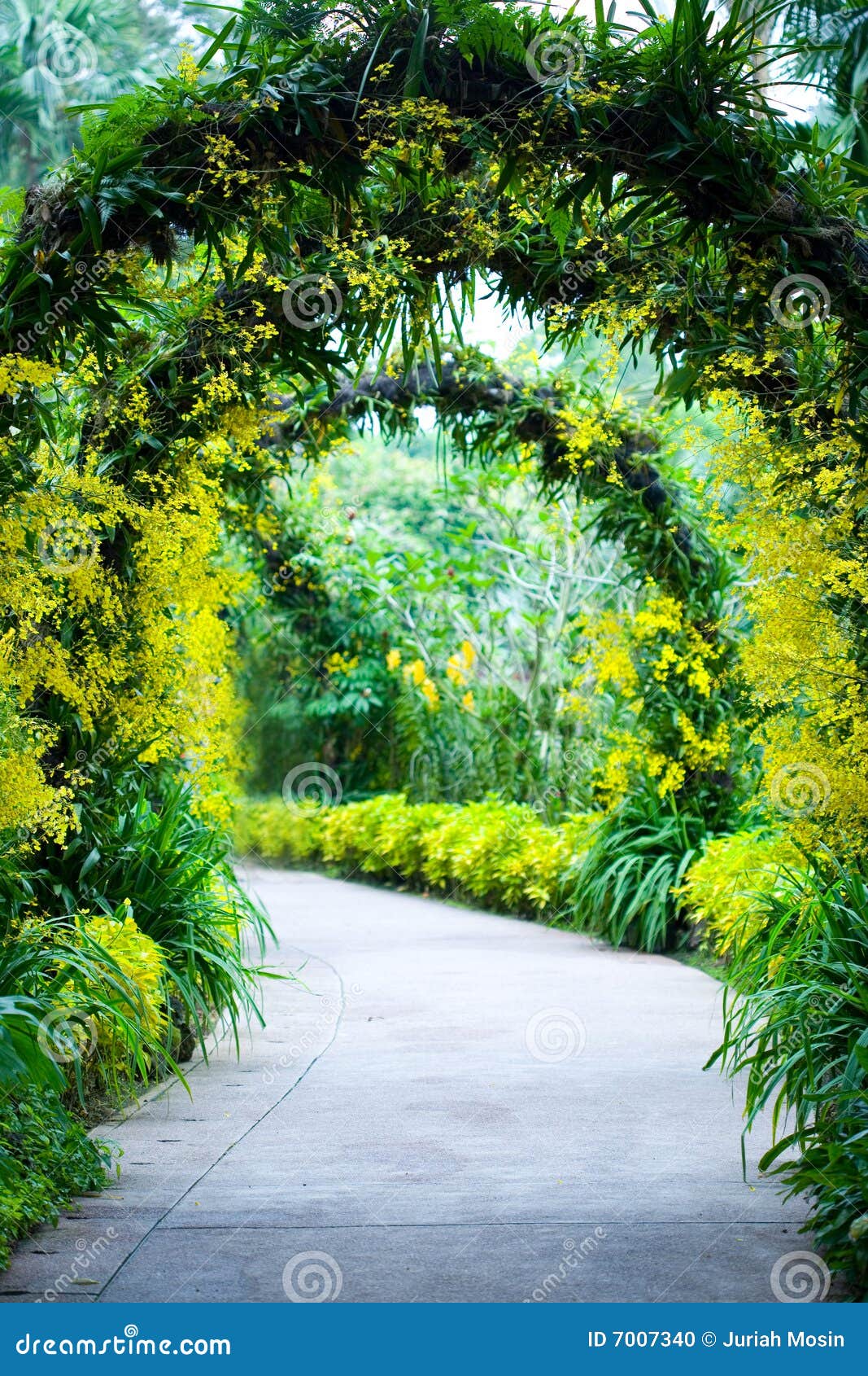 Bridal Arch Footpath in a Botanical Garden Stock Photo - Image of ...