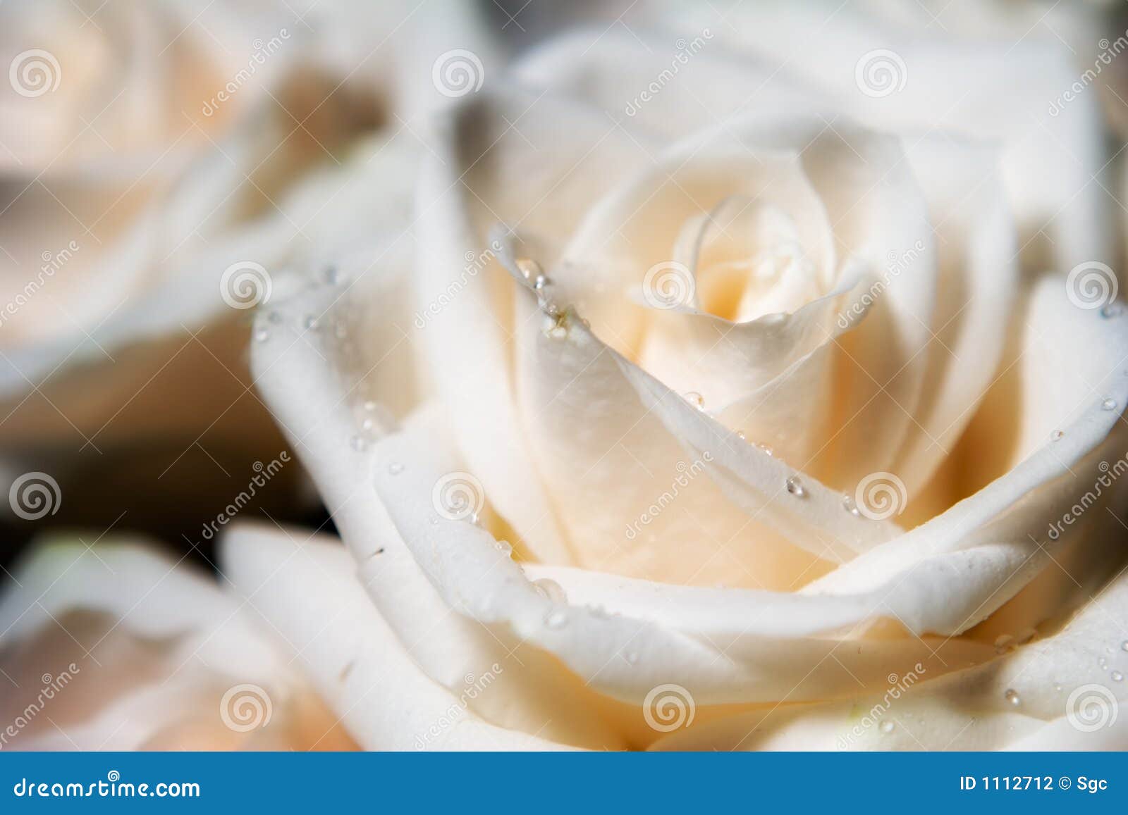 Bridal Tear Flower Stock Photos - Free & Royalty-Free Stock Photos from ...