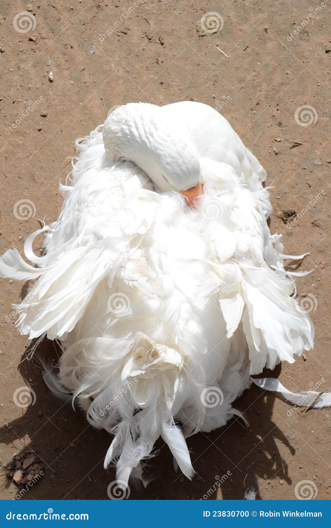 Bridal looking goose stock photo. Image of bill, goose - 23830700