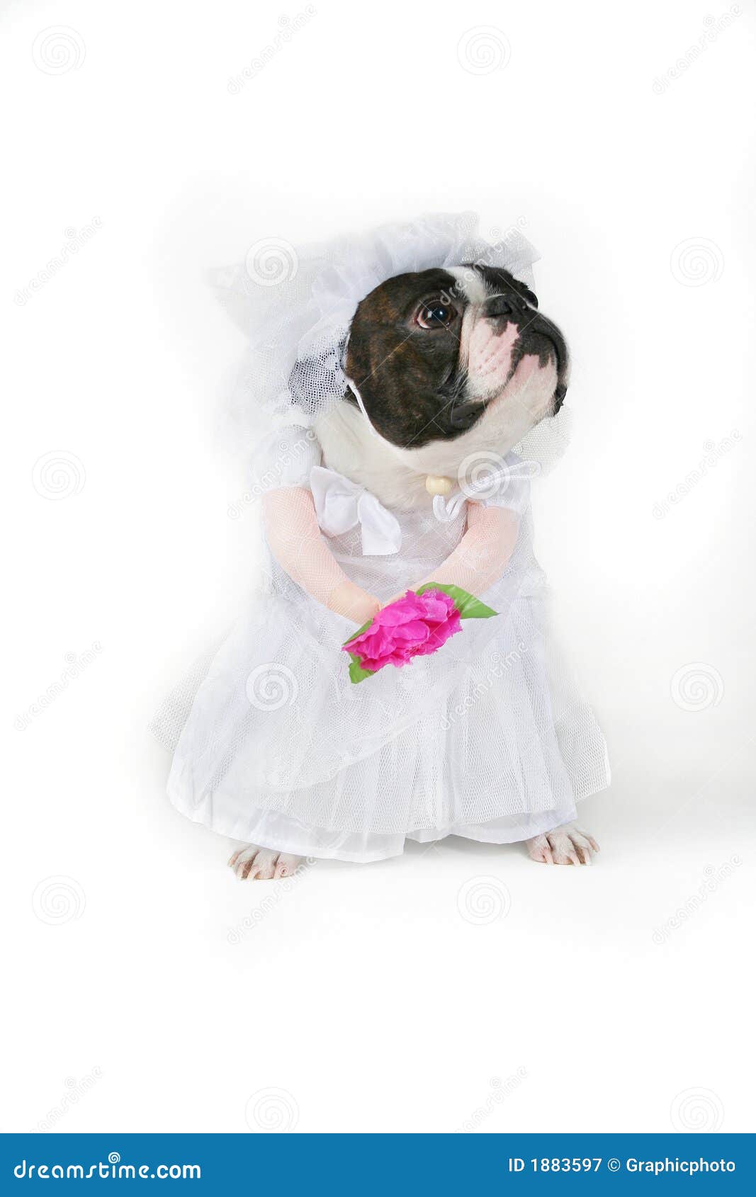 The bride stock image. Image of baby, pound, adorable - 1883597