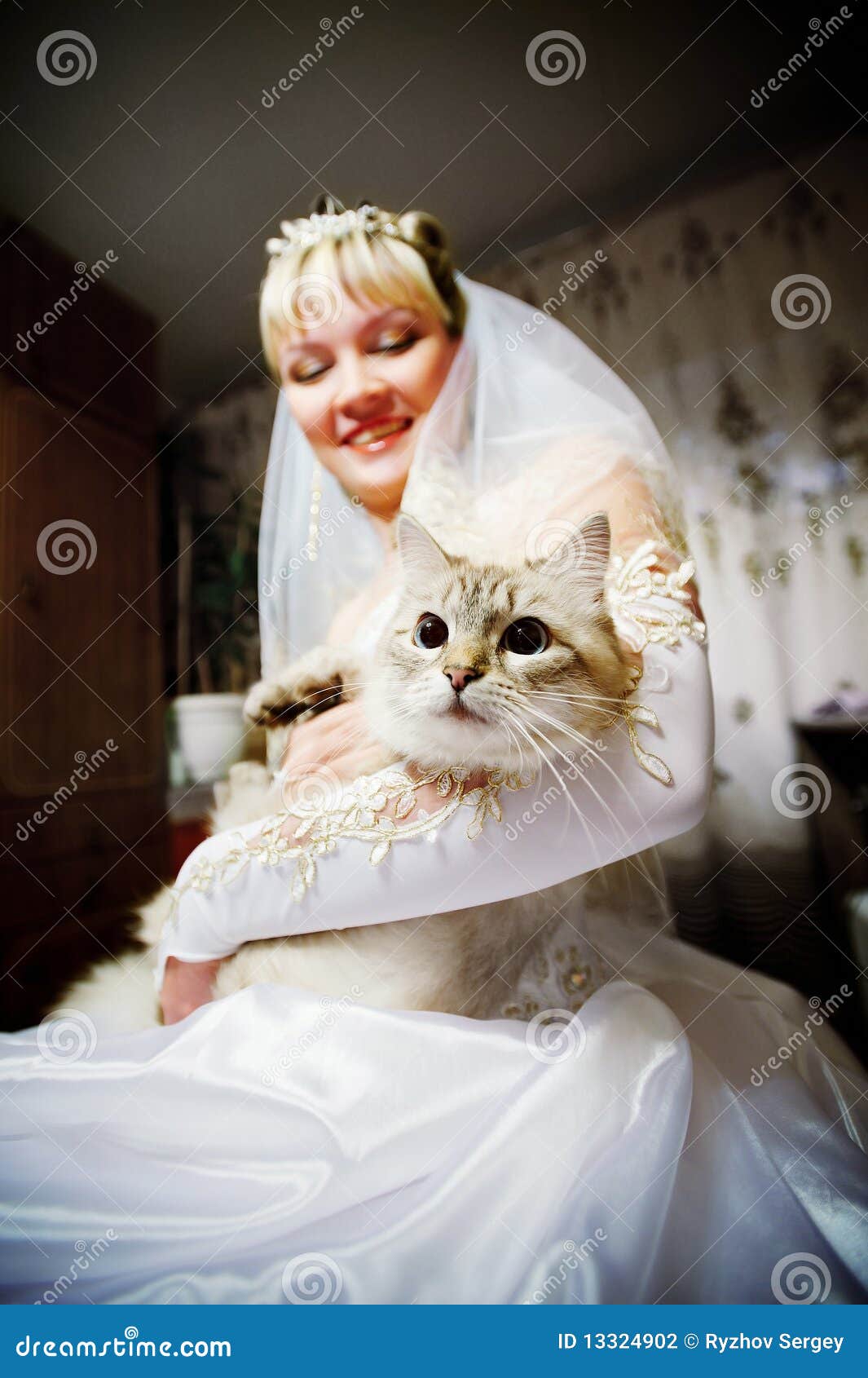 Bride of the Cat in the Hands Stock Photo - Image of marriage, haircut ...