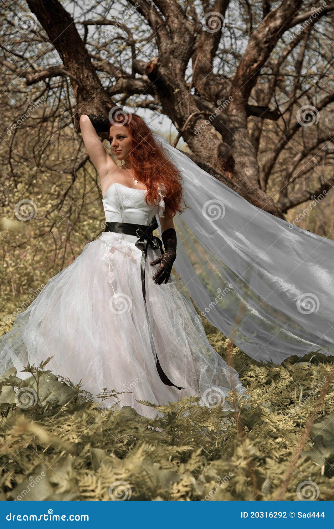 Bride girl stock photo. Image of adult, caucasian, beauty - 20316292