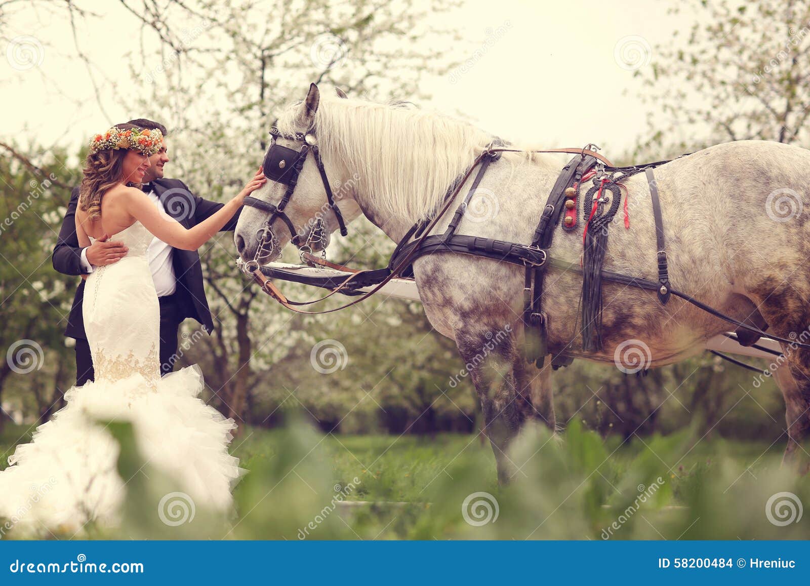 Bride and Groom Playing with White Horse Stock Photo - Image of ...