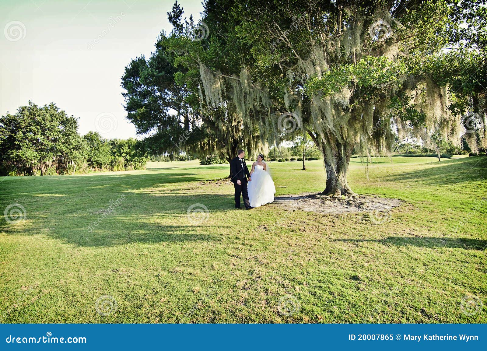 Bride and Groom under tree stock image. Image of celebration - 20007865