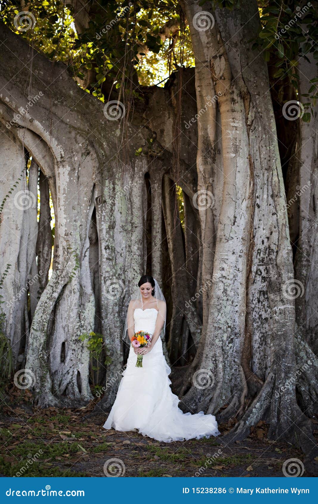 Bride under tree stock photo. Image of newlywed, natural - 15238286