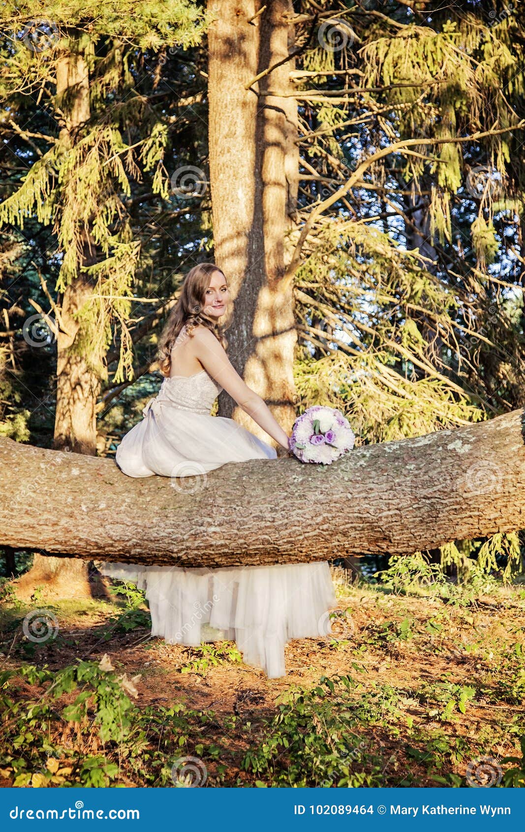 Bride sitting in a tree stock photo. Image of hold, green - 102089464