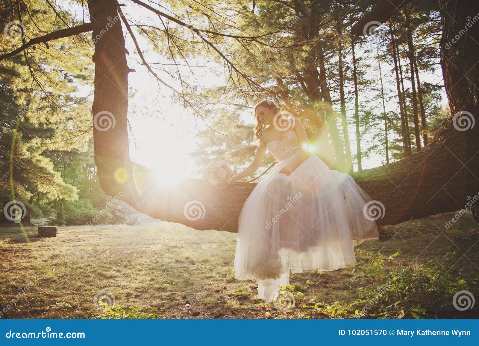 Bride sitting in a tree stock photo. Image of bliss - 102051570
