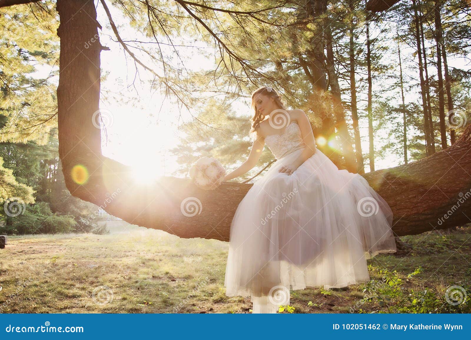 Bride sitting in a tree stock photo. Image of share - 102051462