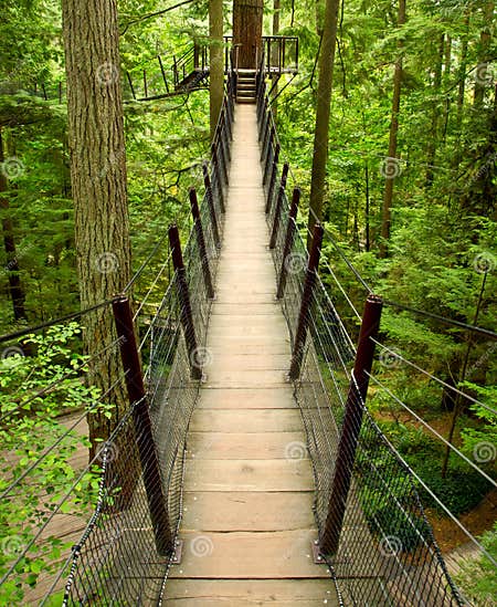 Bridge above the forest stock image. Image of adventure - 21906147