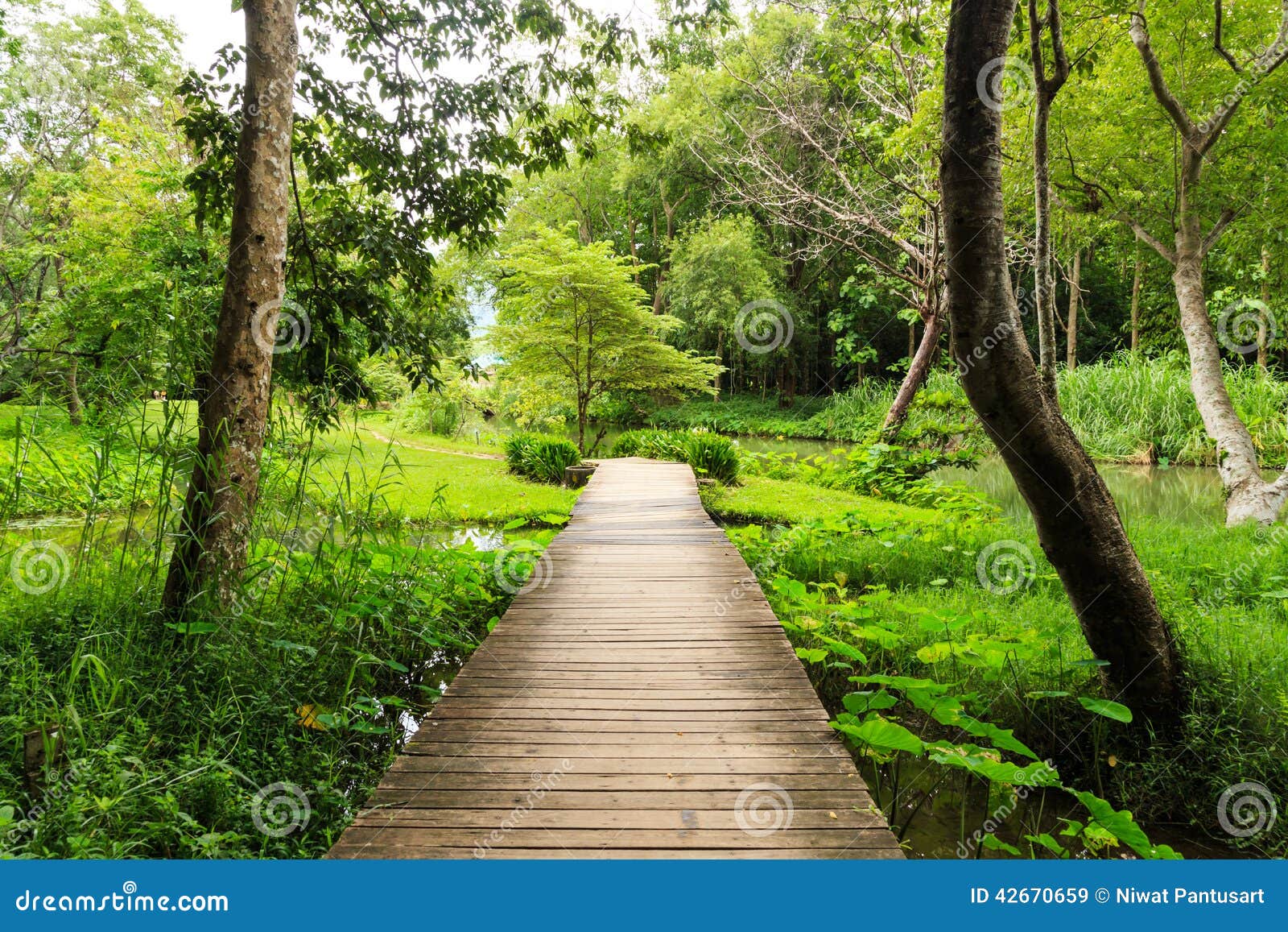 Bridge Across the Green Garden Stock Image - Image of floral ...