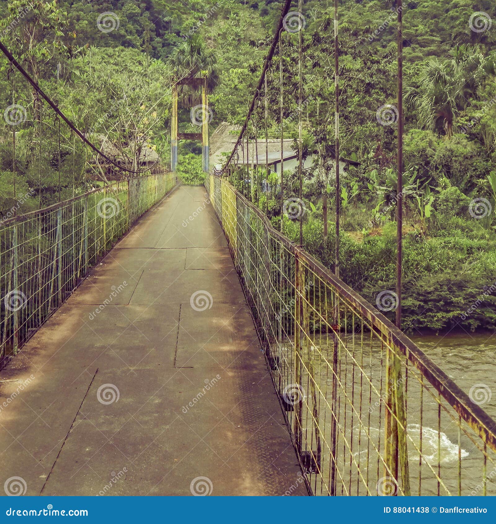 Bridge Amazonia Ecuador stock photo. Image of forest - 88041438