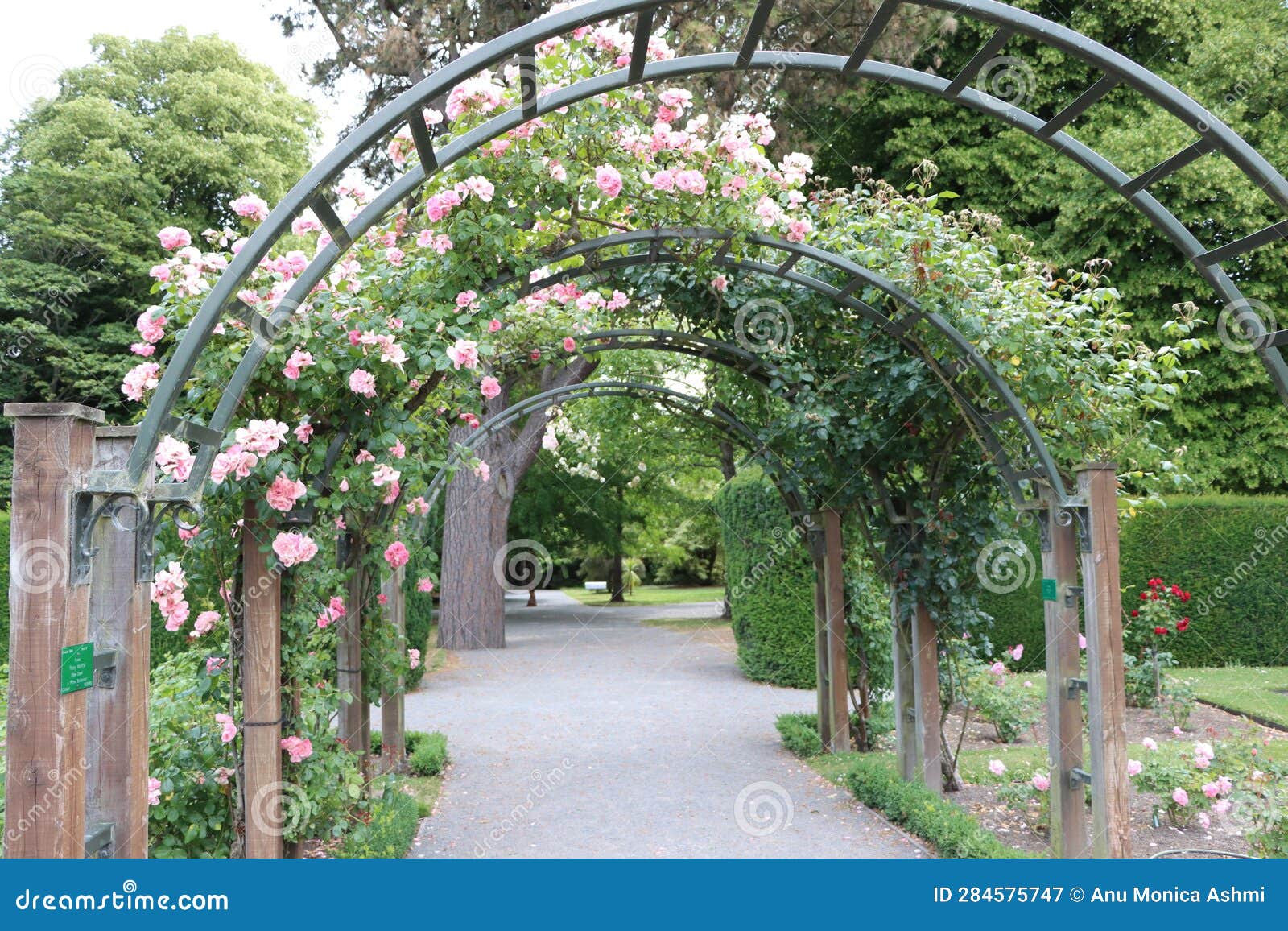 Bridge Arch in the Park with Beautiful Roses Stock Image - Image of ...