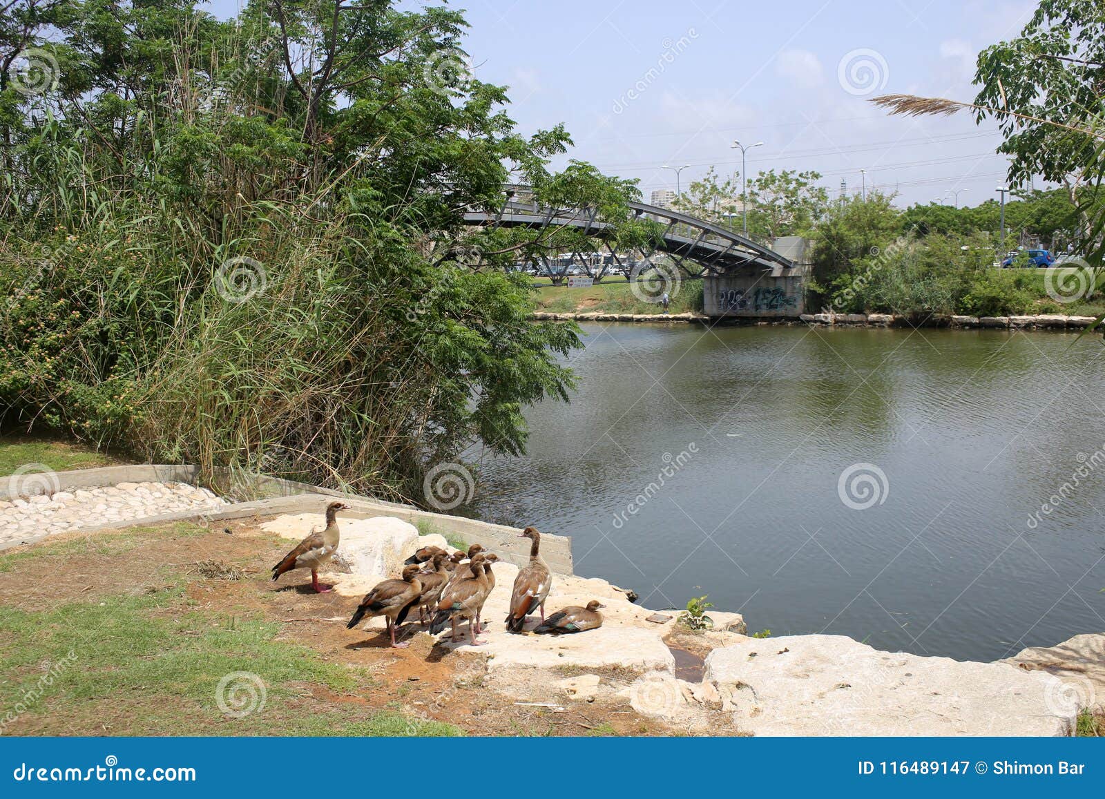 Bridge over an obstacle stock image. Image of bridge - 116489147