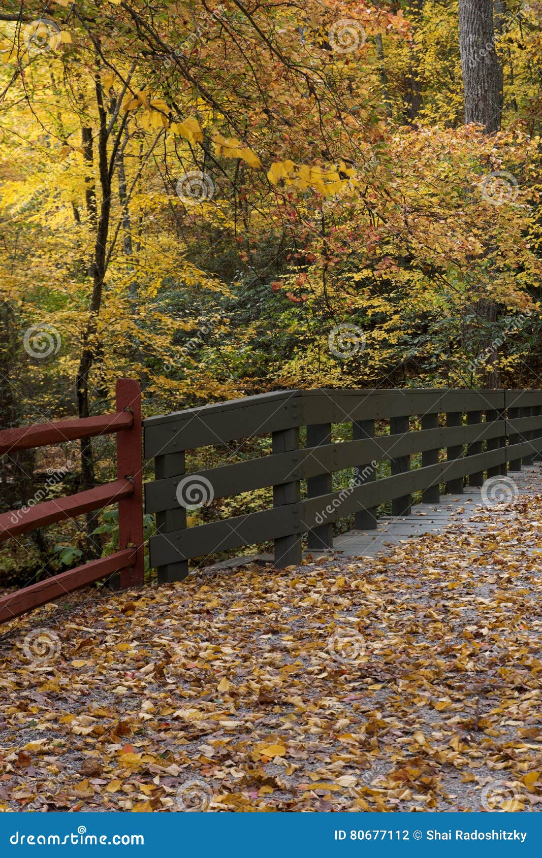 Bridge with Beautiful Autumn Leaves Stock Photo - Image of autumn ...