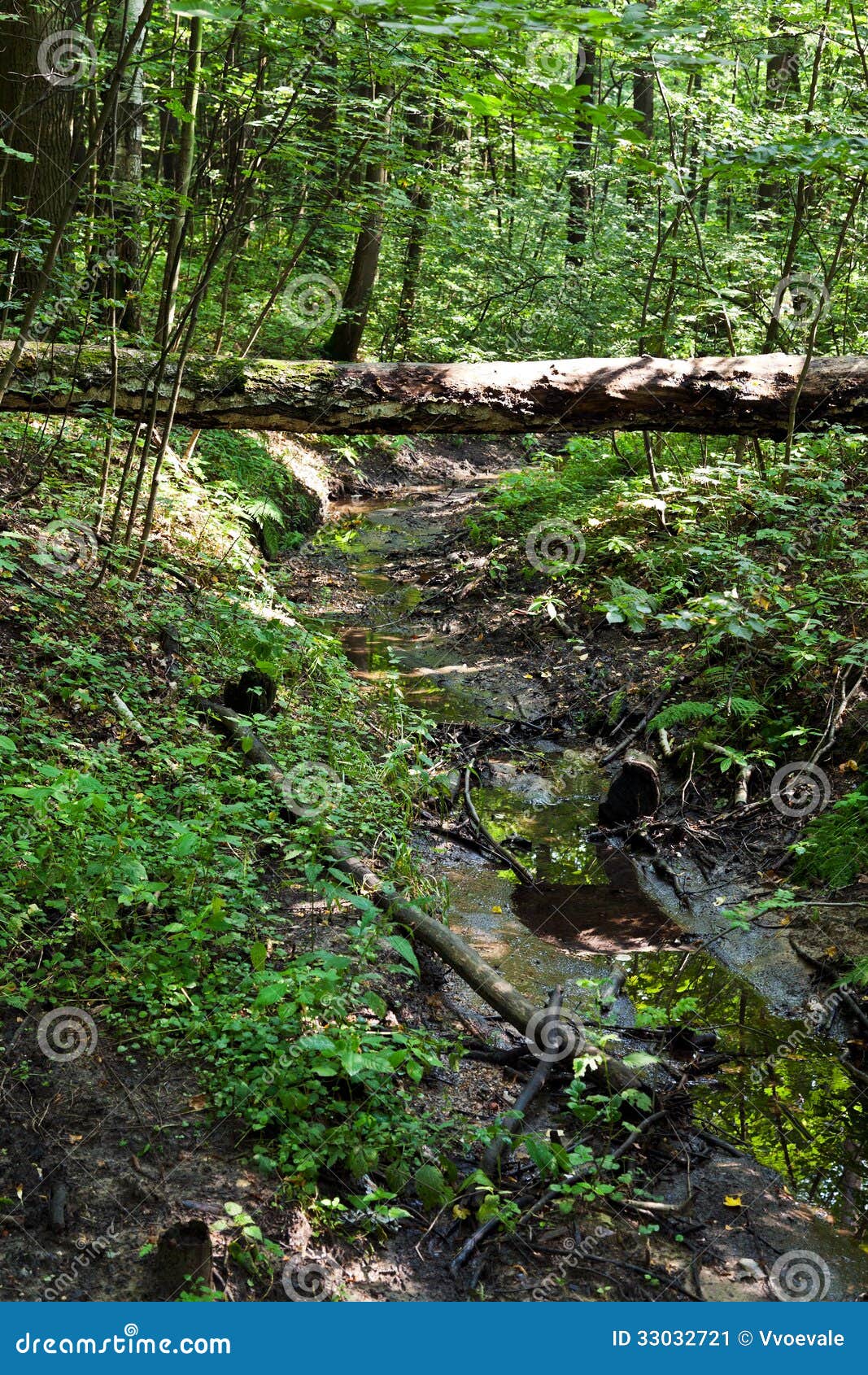 Bridge of Birch Log on Forest Ravine Stock Image - Image of outdoor ...