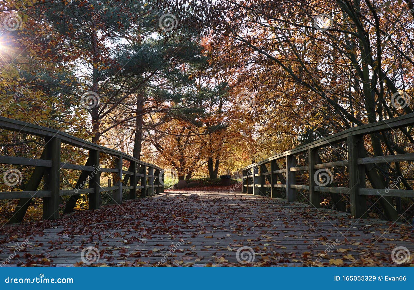 A Bridge Covered with Autumn Leaves in Forest Stock Image - Image of ...