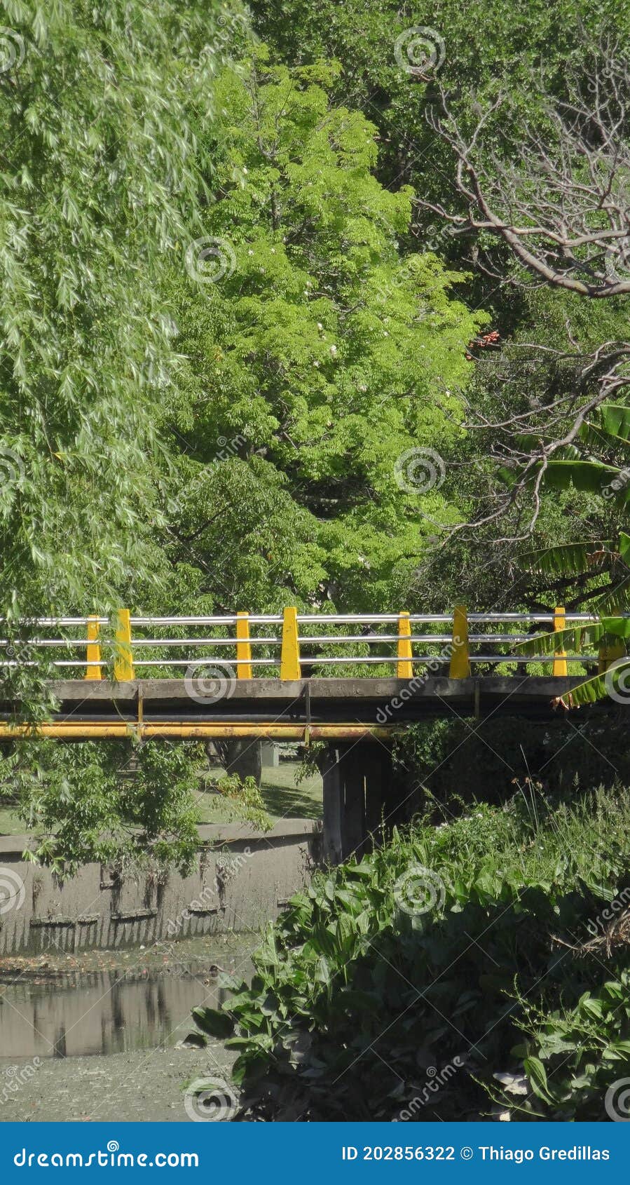 A Yellow Bridge Over an Empty River Stock Photo - Image of woodland ...