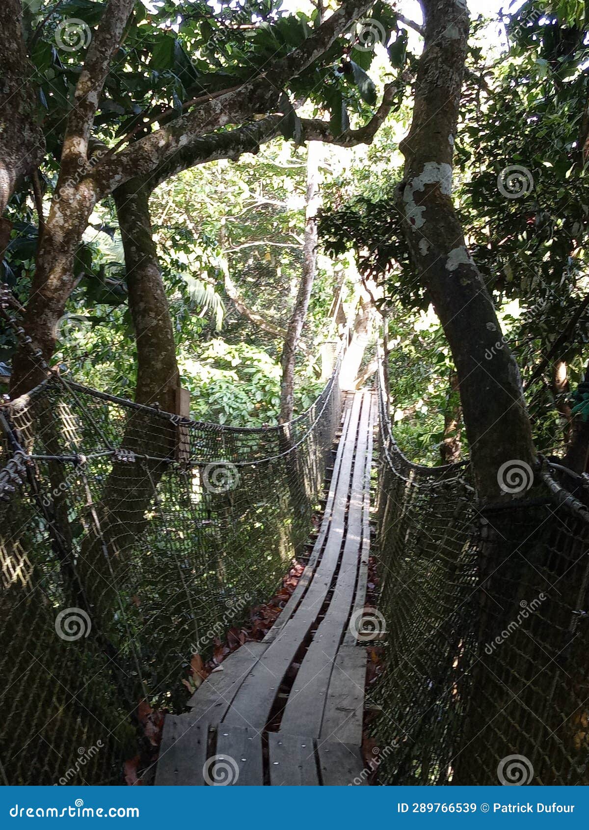 A Bridge Crosses the Rainforest Stock Image - Image of nature, woodland ...