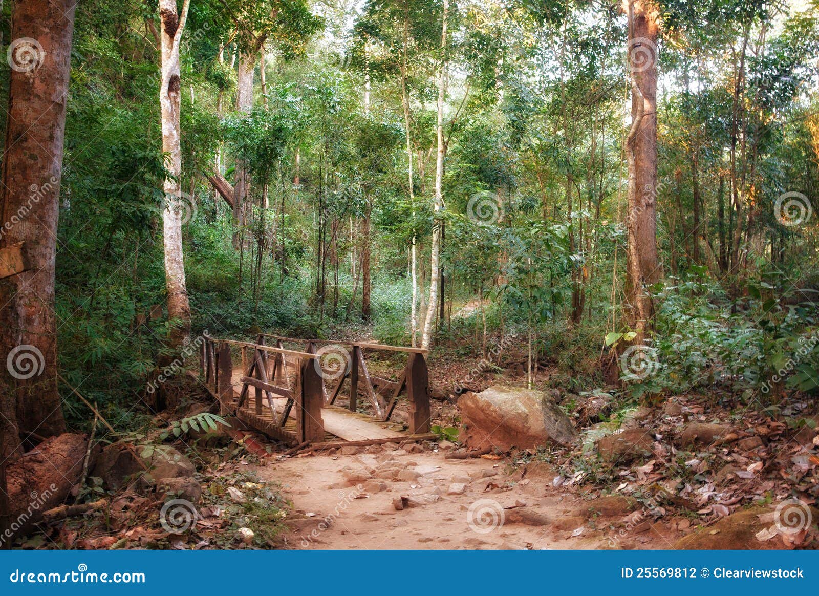 Bridge Crossing in the Forest Stock Photo - Image of river, environment ...