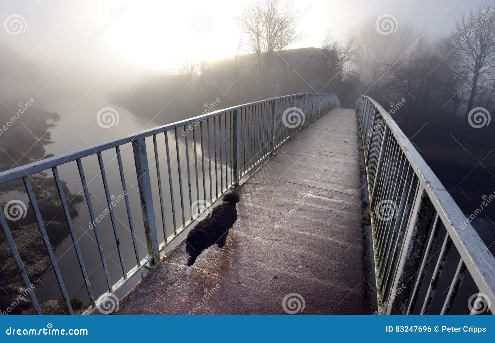 Bridge dog stock photo. Image of winter, alone, footbridge - 83247696