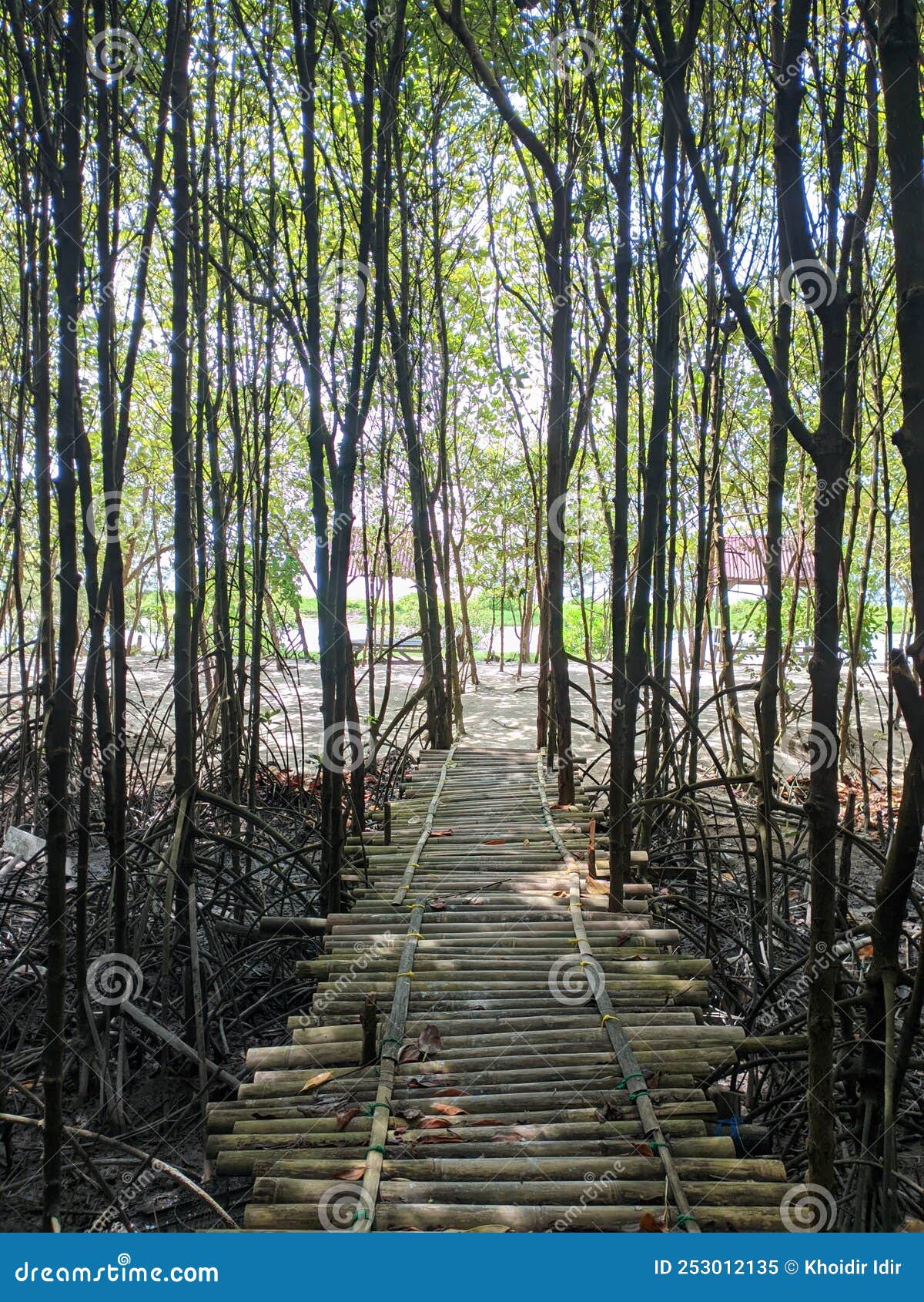 Bridge or Exit between Tall Trees Stock Image - Image of leaf, natural ...