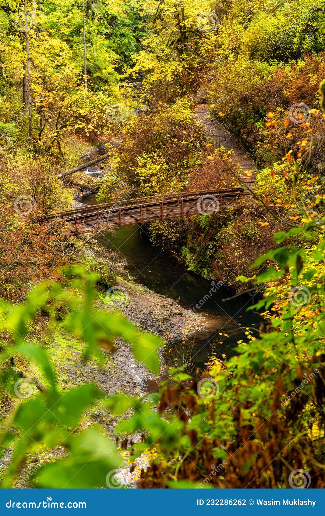 Bridge in Fall Color in Oregon Forest at Silver Falls State Park Stock ...