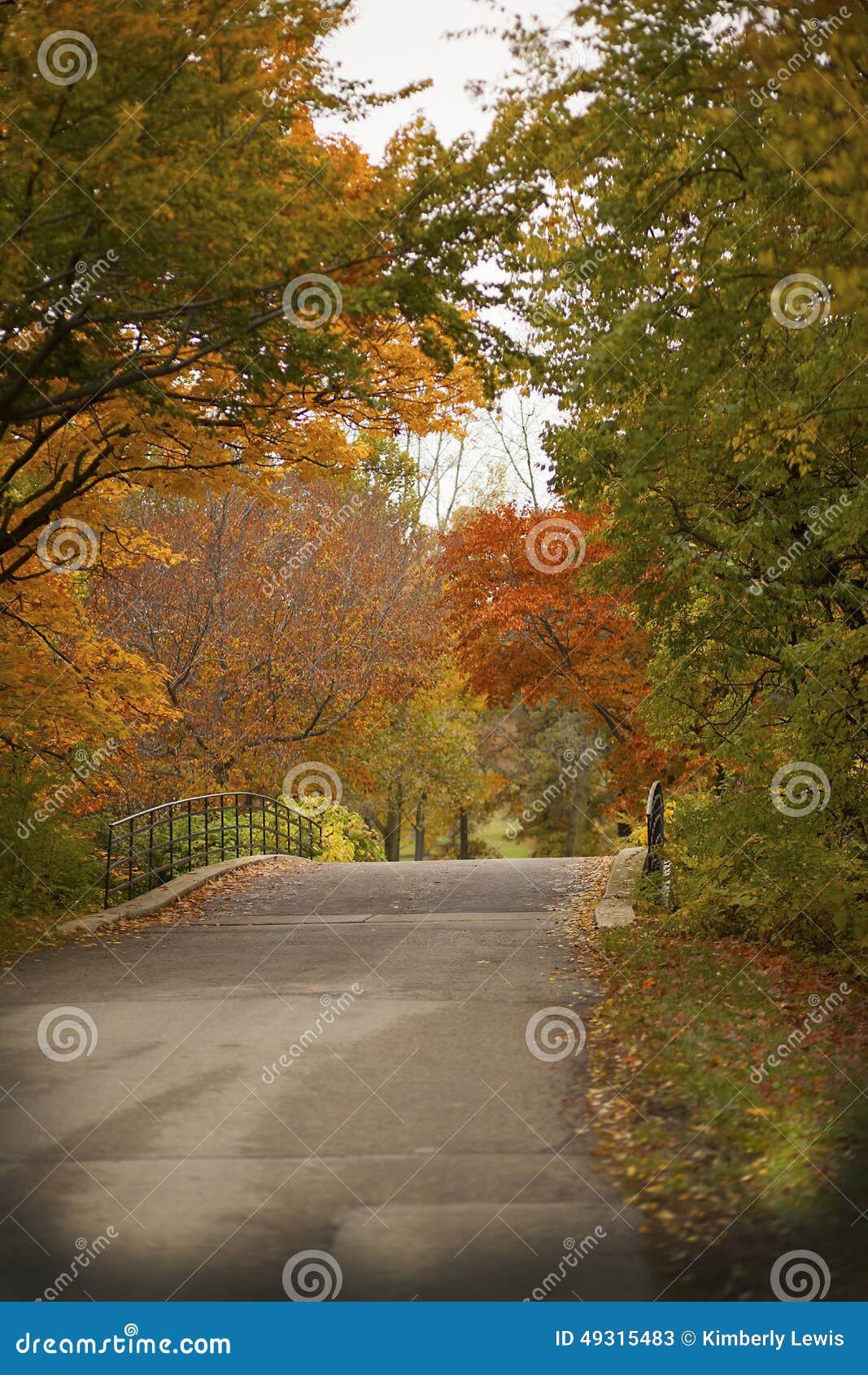 A Bridge through the Fall Woods with Bright Colors. Stock Image - Image ...