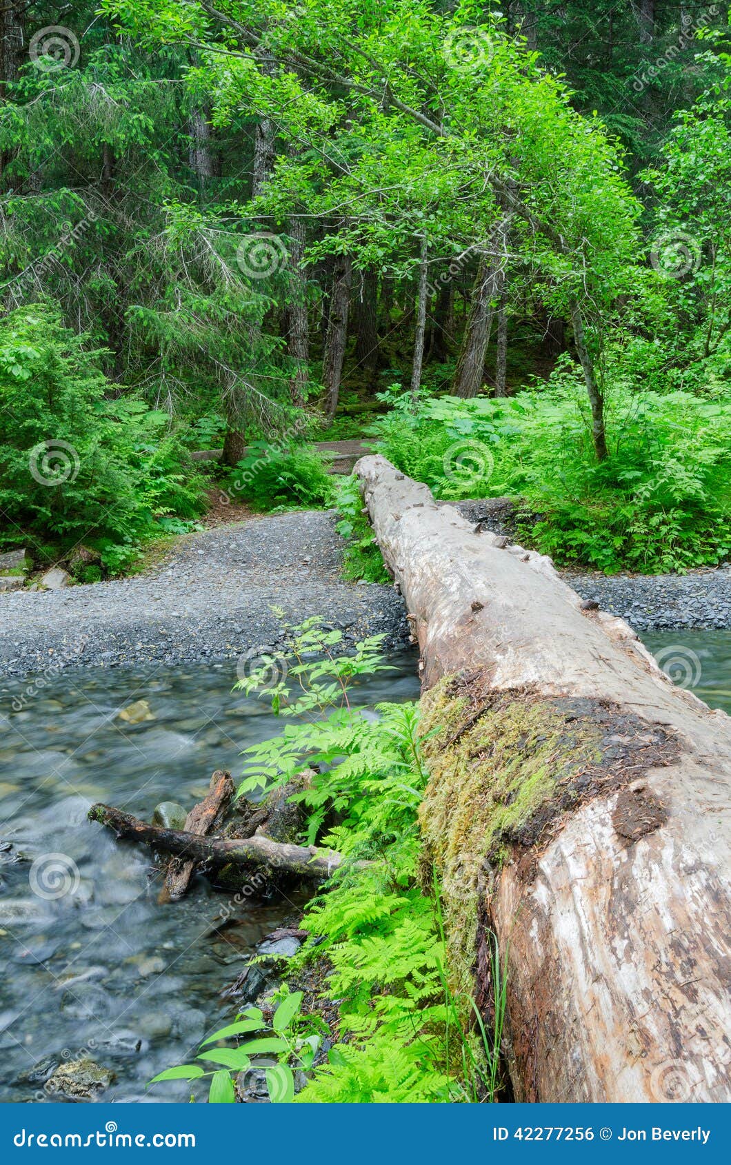 Bridge stock photo. Image of branches, landscape, river - 42277256