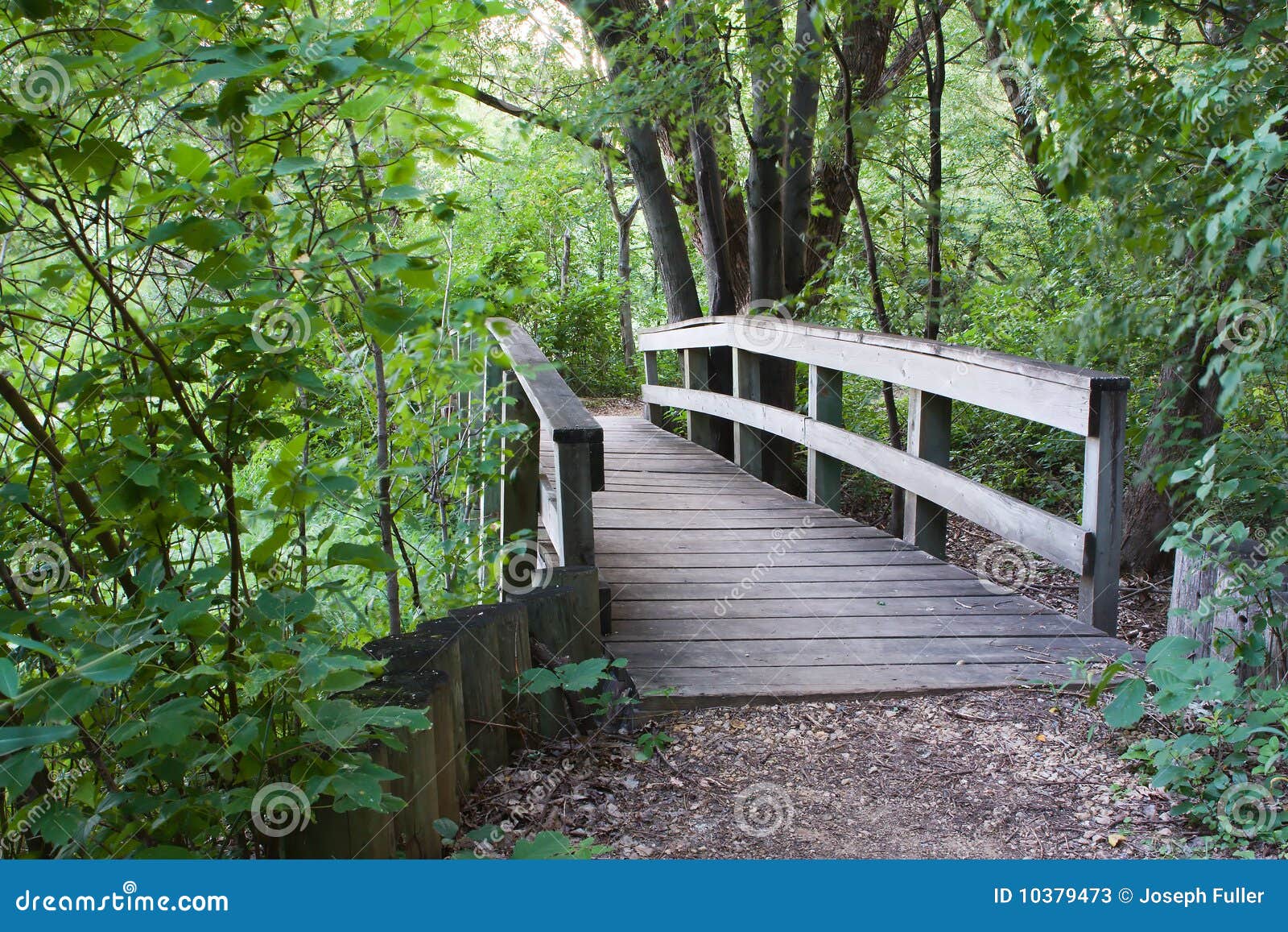 Bridge in the Forest stock image. Image of forests, boardwalks - 10379473