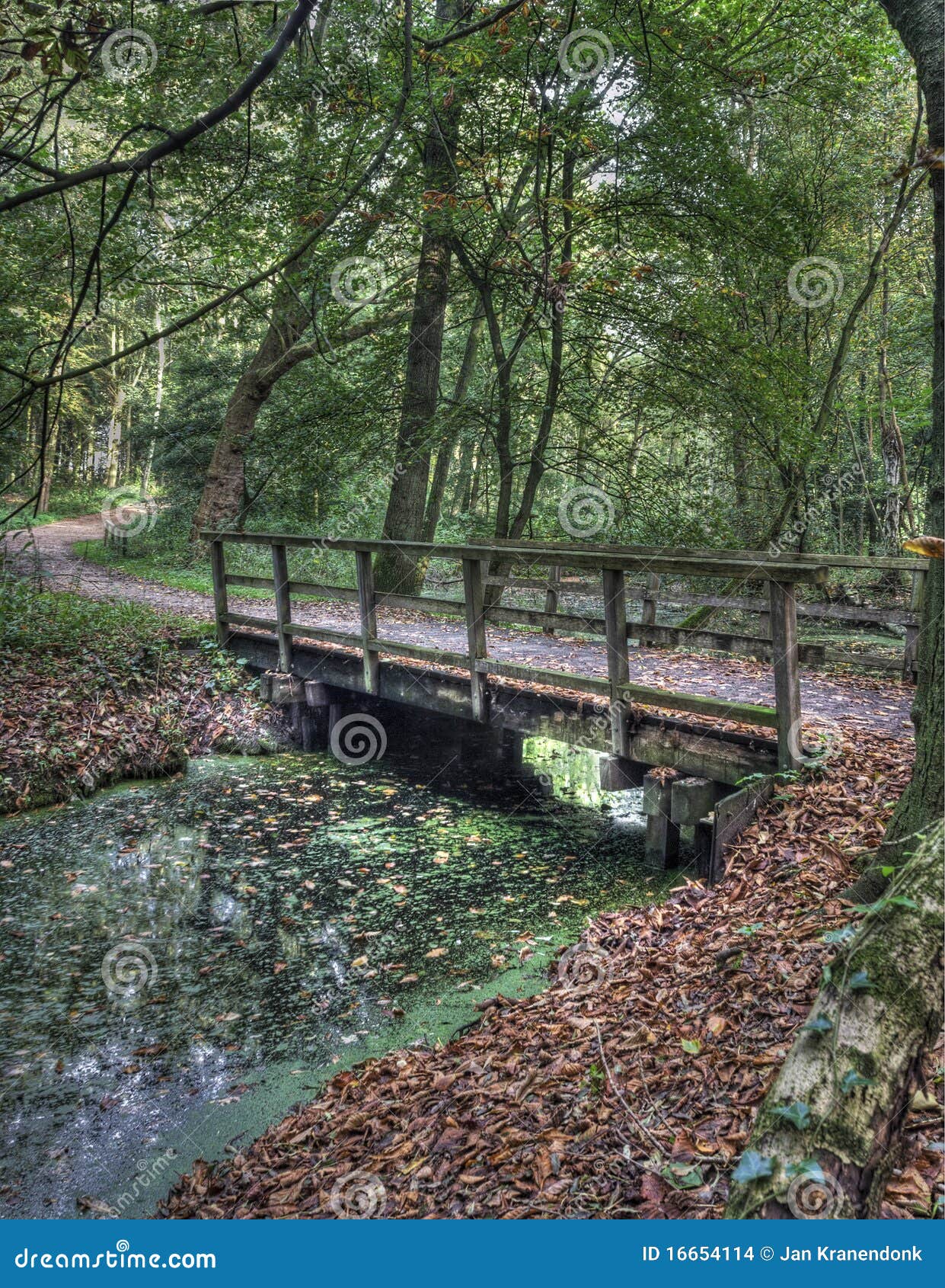 Bridge in the Forest stock photo. Image of fall, woods - 16654114