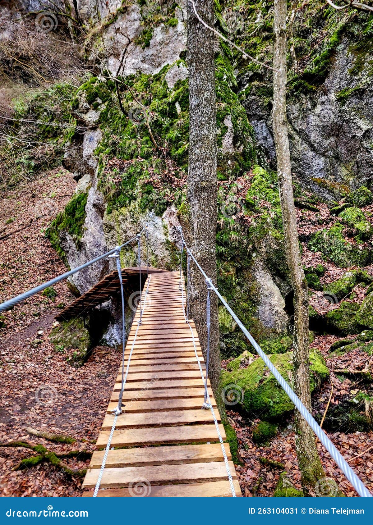 Bridge into the forest stock image. Image of tree, forest - 263104031
