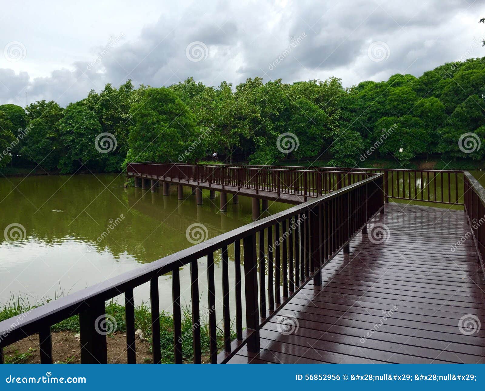 Bridge in forest stock photo. Image of tree, nature, outdoor - 56852956