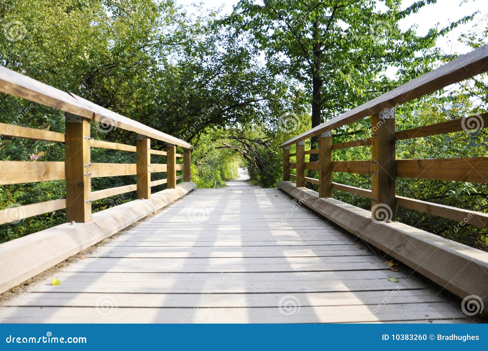 Bridge in forest path. stock photo. Image of brown, natural - 10383260
