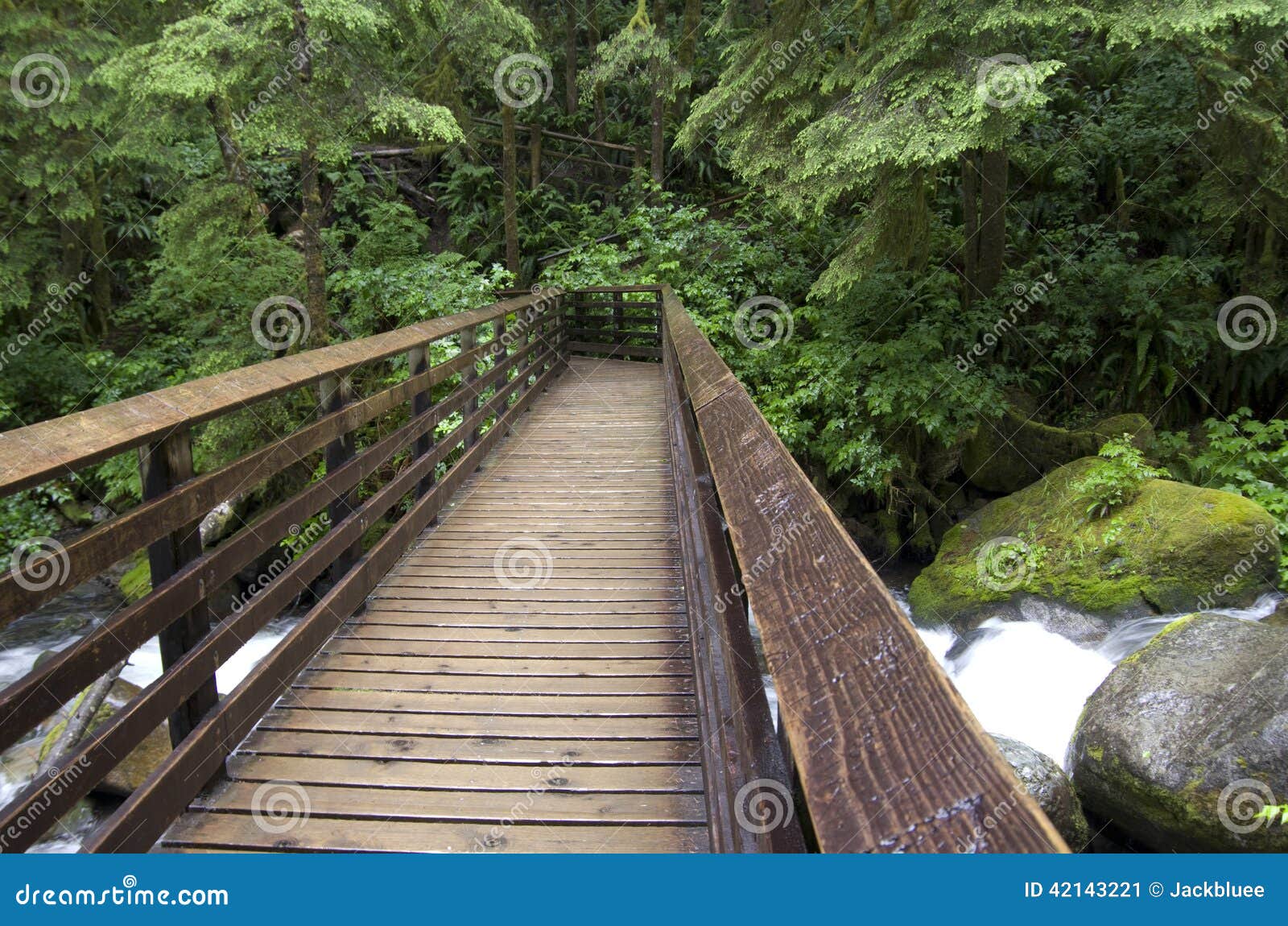 Bridge of forest path stock image. Image of path, forest - 42143221