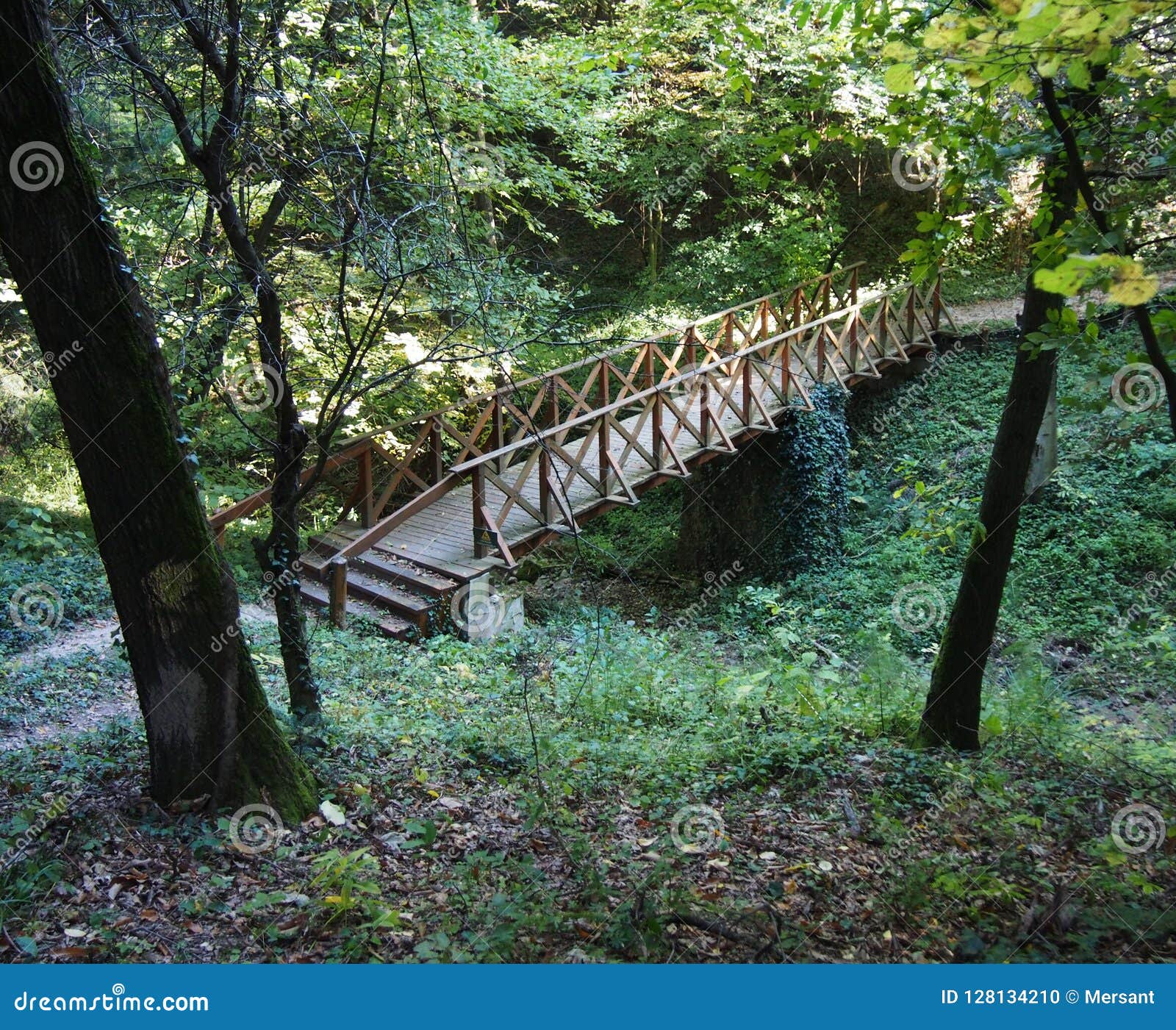Bridge in a forest stock photo. Image of tall, natural - 128134210
