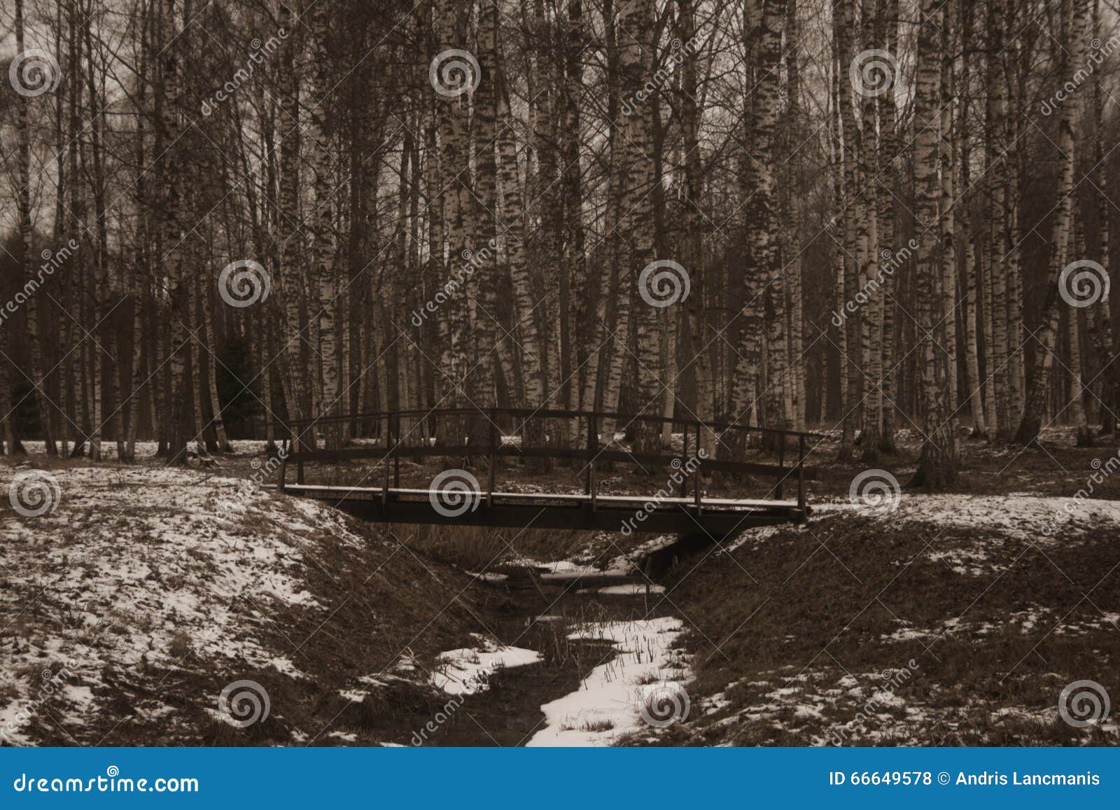 Bridge in a forest stock photo. Image of walkway, river - 66649578