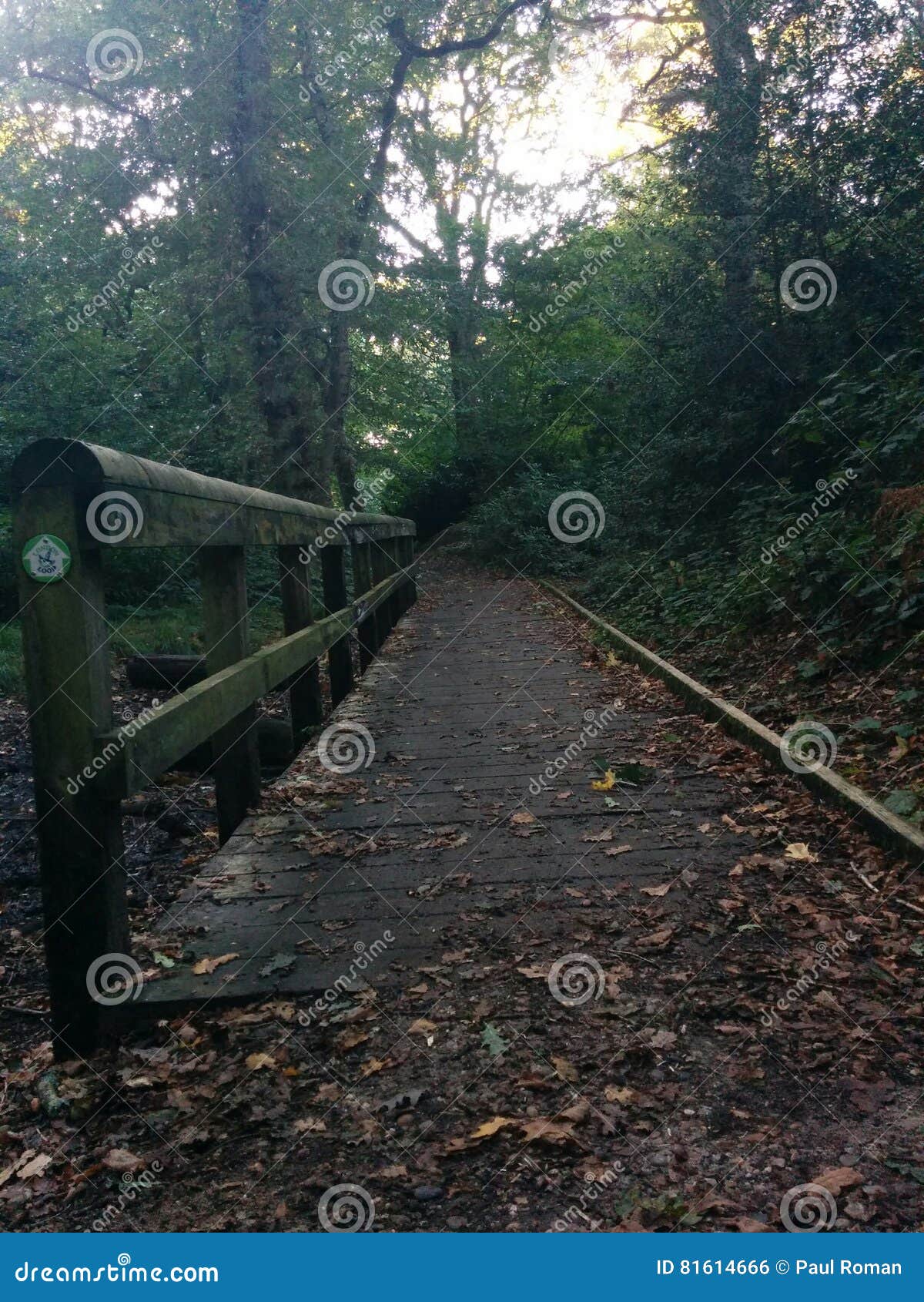 Bridge in Forrest stock photo. Image of path, bridge - 81614666